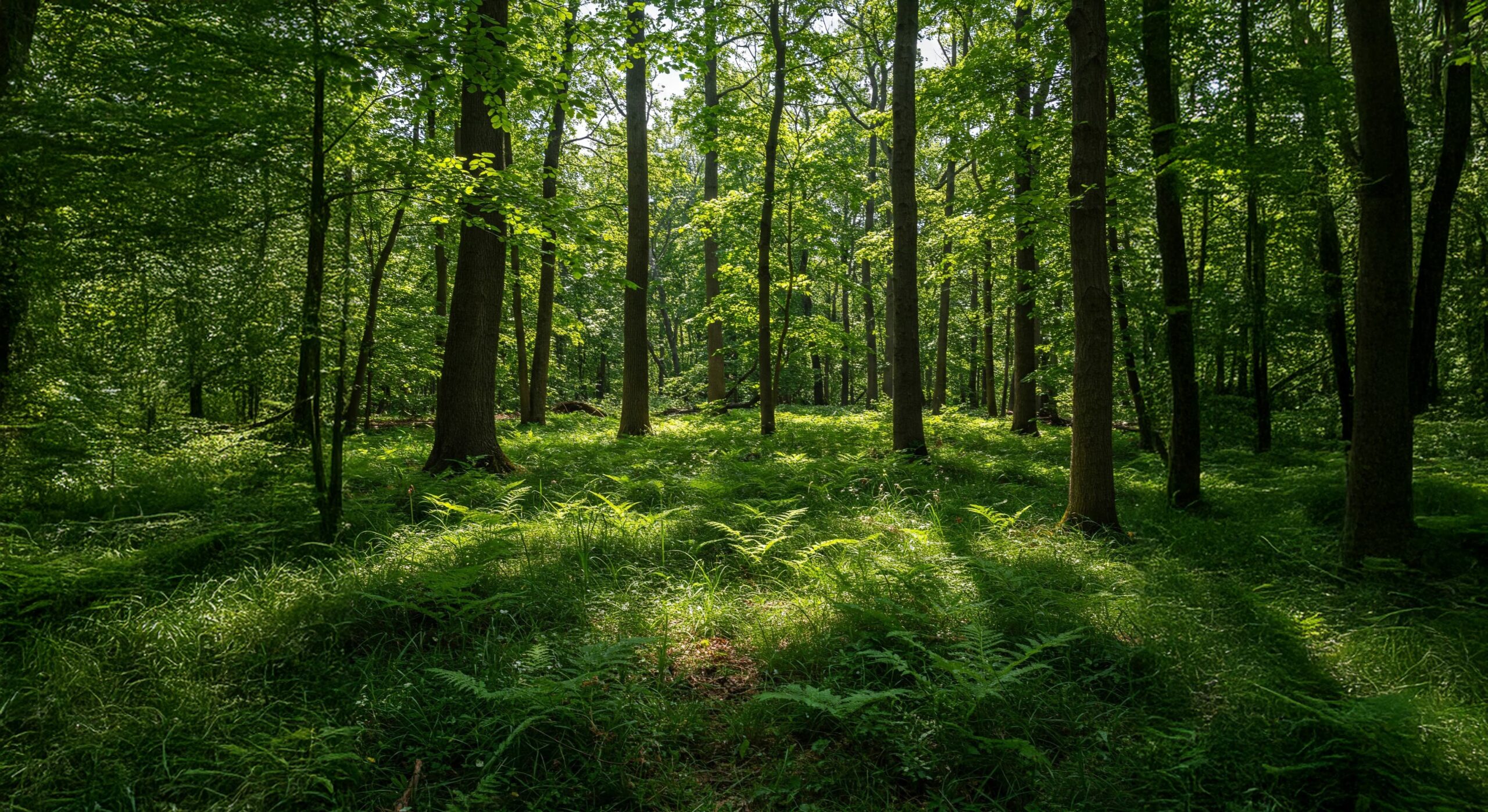 Driving Innovation and Excellence in Senior Living: The Impact of ...